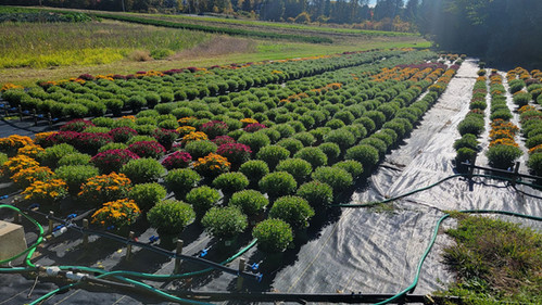 8" Fall Mums | Colonial Gardens