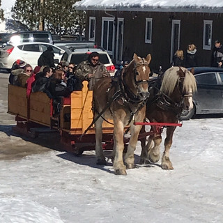 Gentle Giant Stable Gallery | GGS