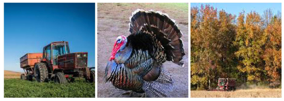 November News on the Farm