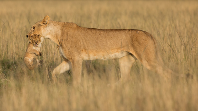 THE ROYALS | Adam Bannister