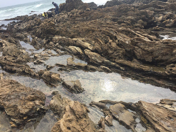 California's Rock Reefs