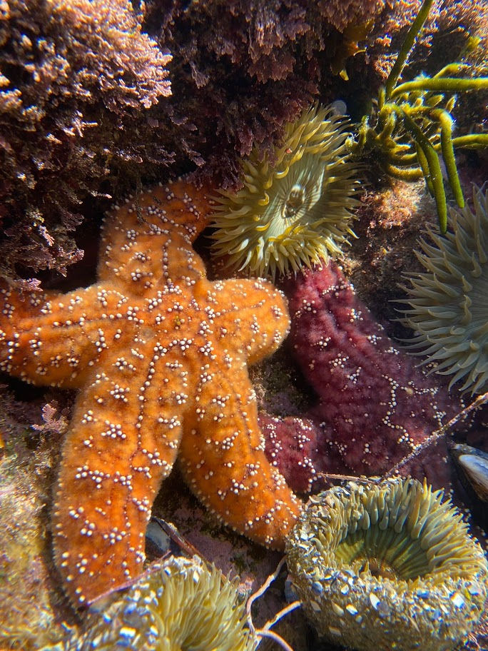 California's Rock Reefs