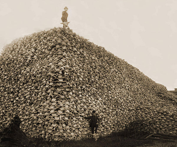 The Holocene Extinction