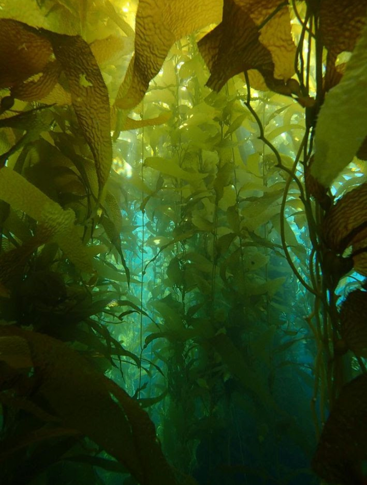 Kelp Aquaculture in Orange County