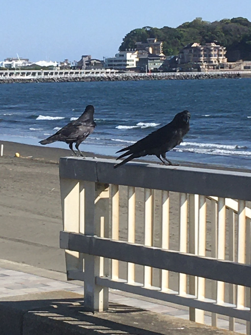 Home | Joseph Polack's Blog