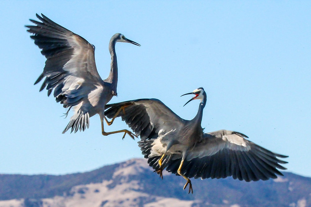 Finding Your Bird Spirit Guide