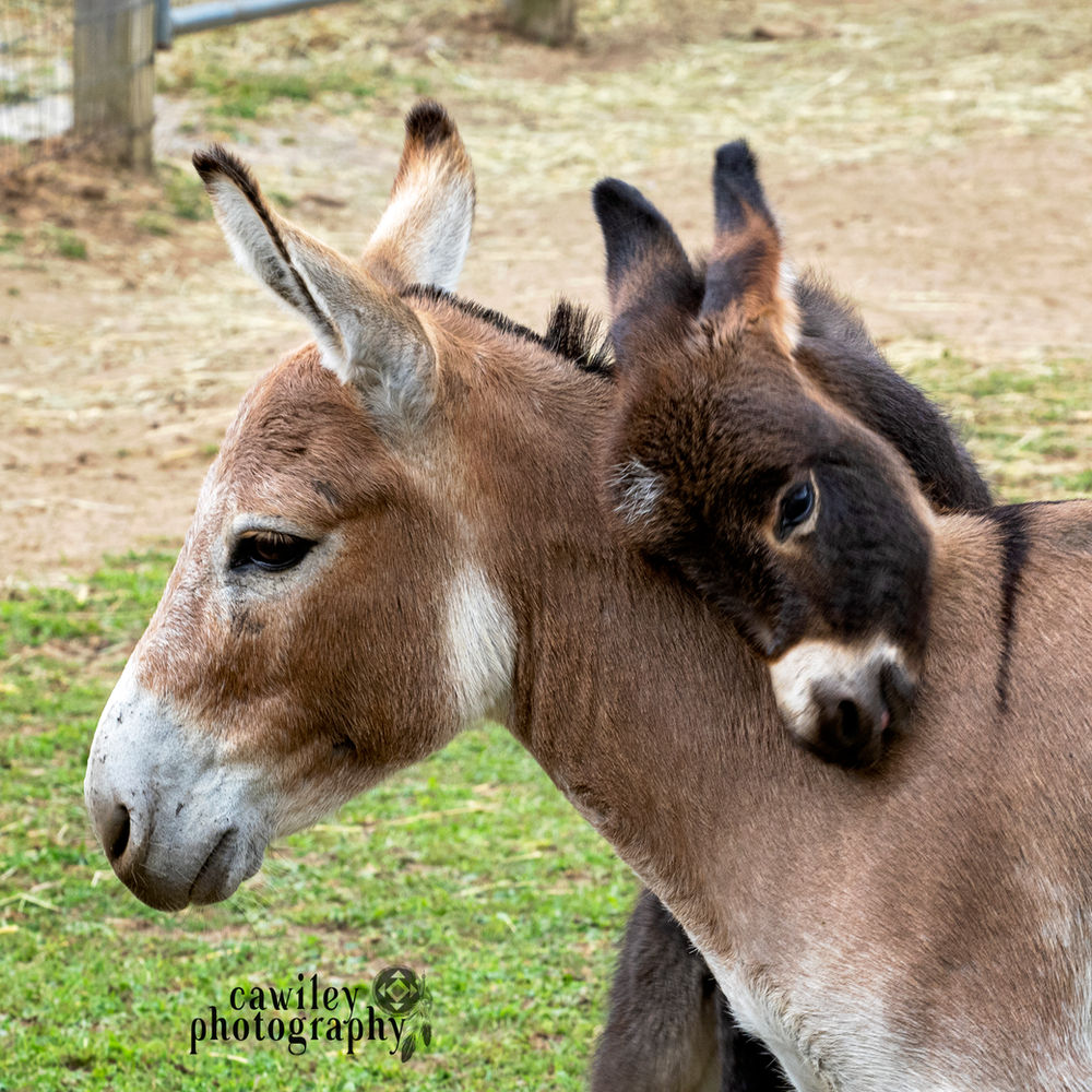 Getting Ready for Your New Donkey