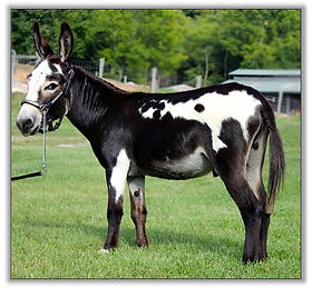 spotted mini donkeys