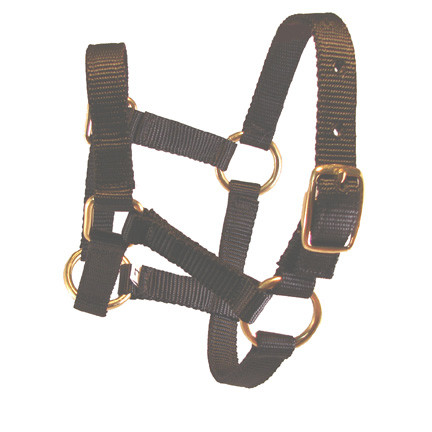 Miniature Donkey Halter - Newborn/Foal | foster-hill-farm