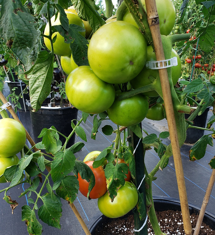 tomato clipping