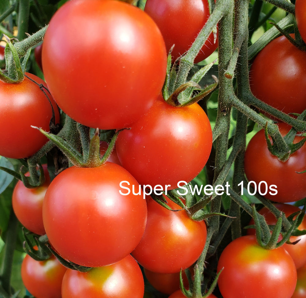 Heirloom and Hybrid Tomatoes - Which is Best and What is the Difference?