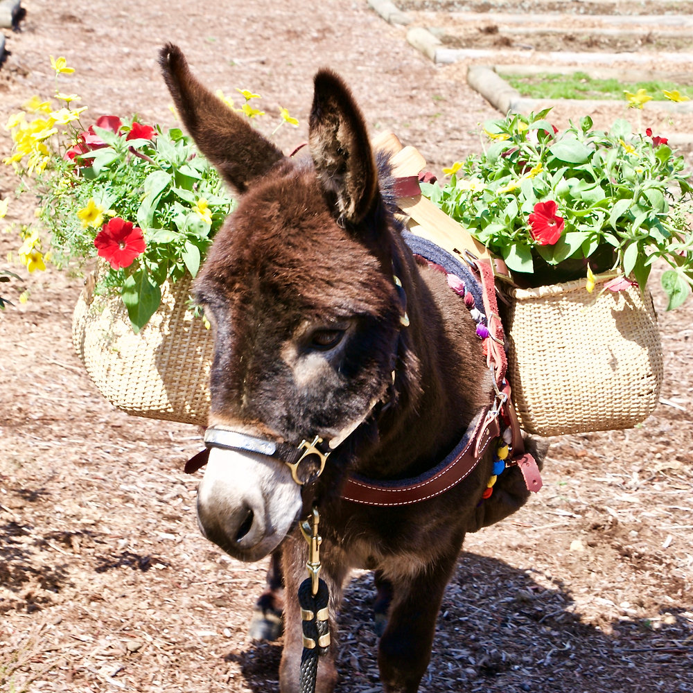 pack donkey