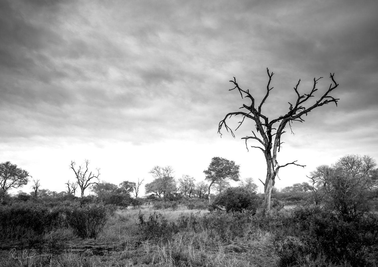 Ross Couper Photography | WILD ELEMENTS IN BLACK AND WHITE