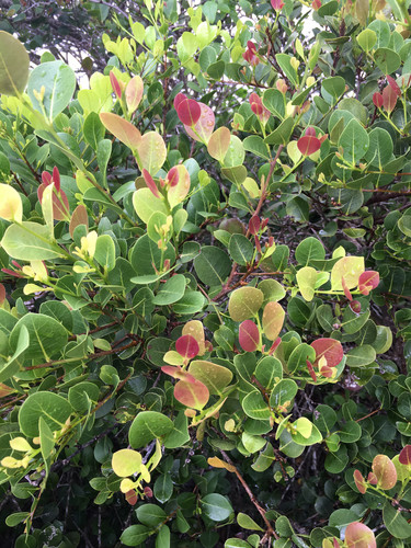 Icaco | Jardín Marisol