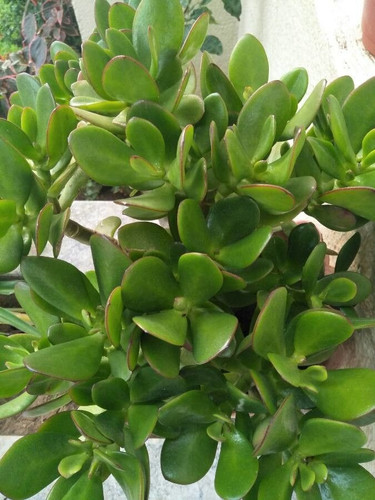 Arbol de Jade | Jardín Marisol