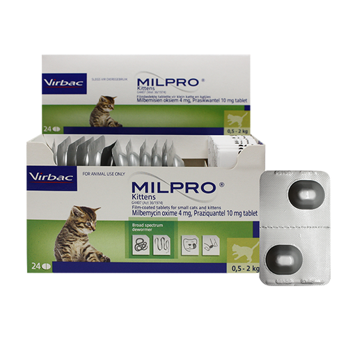 Milpro Kitten | Spectacular Petz