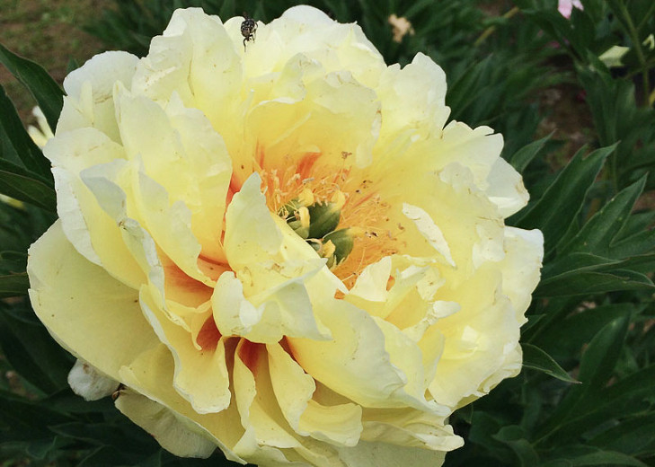 Peonies | Canadian Gardener 5/9