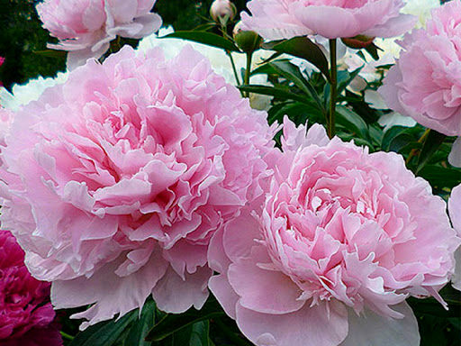 Peonies | Canadian Gardener 6/9