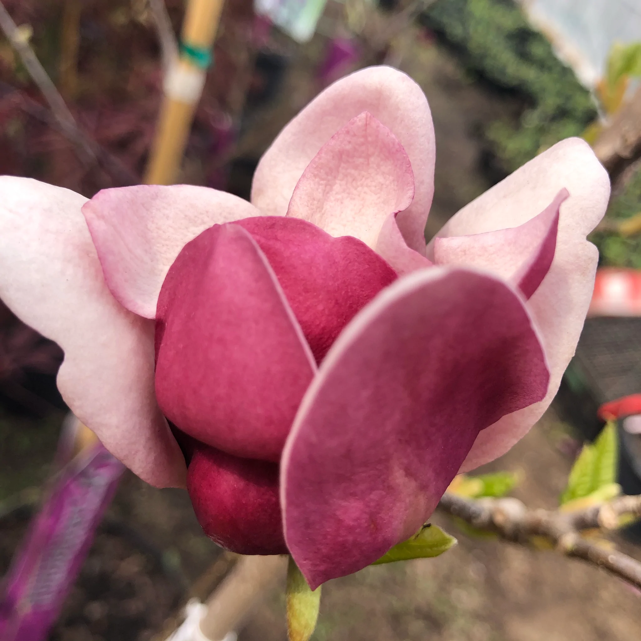 Magnolia - Tinkerbelle | Canadian Gardener