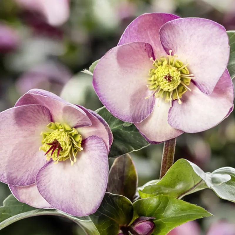 Hellebores (Lenten Rose) | Canadian Gardener