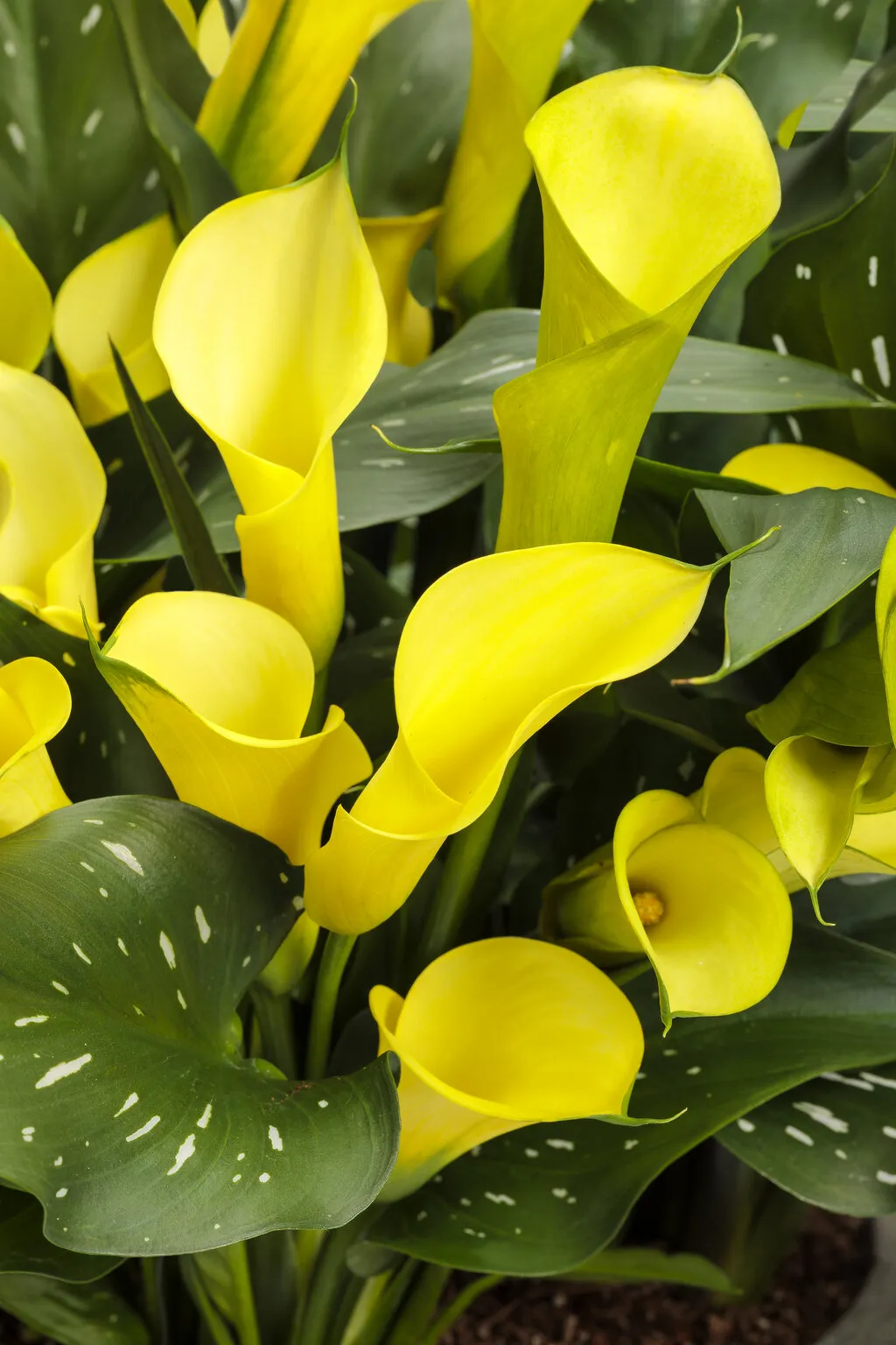 Callas | Canadian Gardener