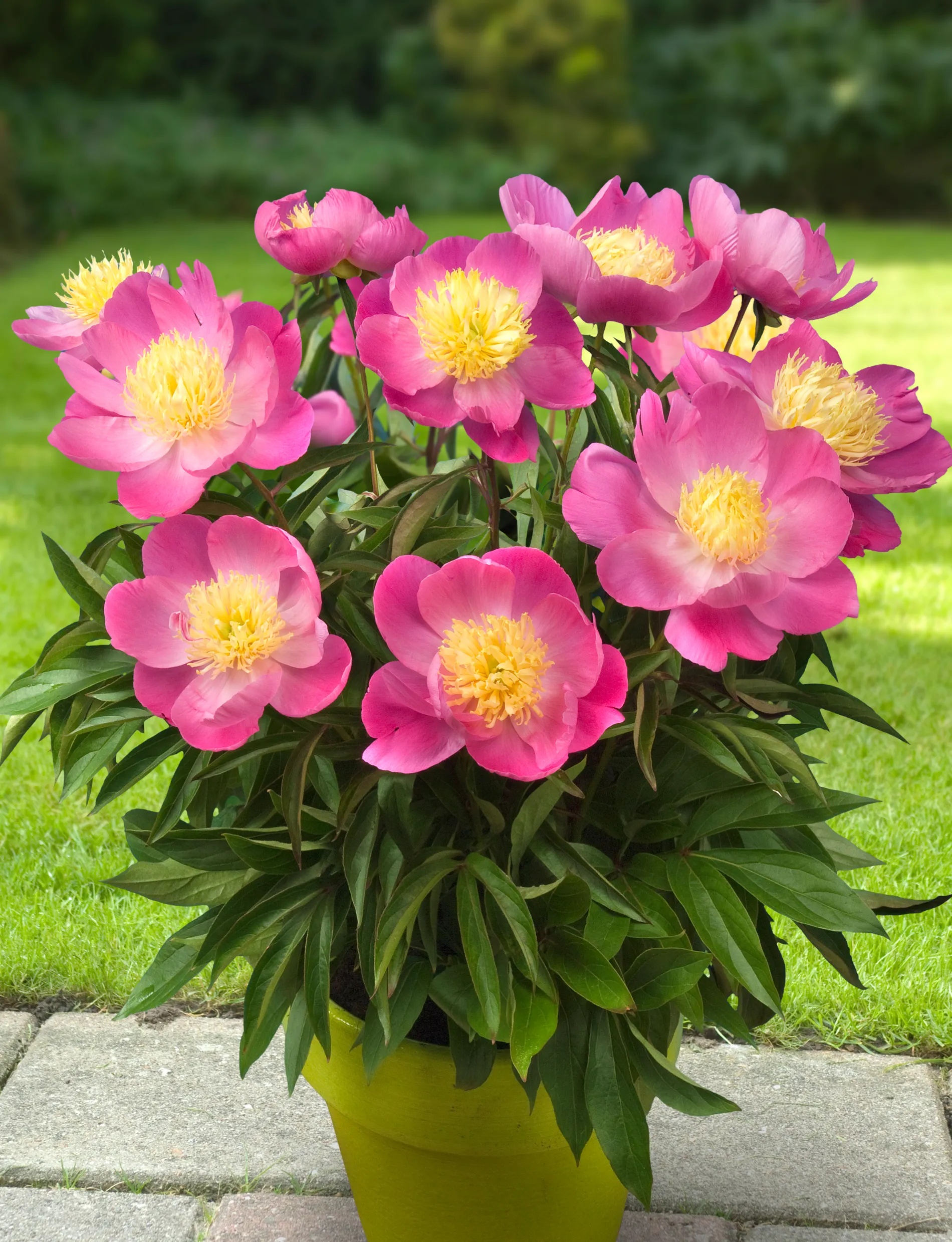 Peonies | Canadian Gardener 2/9