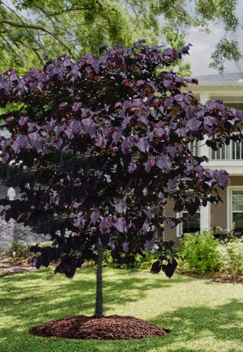 Redbud - Black Pearl | Canadian Gardener