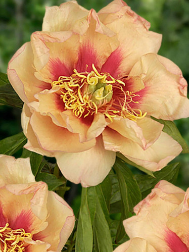 Peony - Itoh Callie's Memory | Canadian Gardener