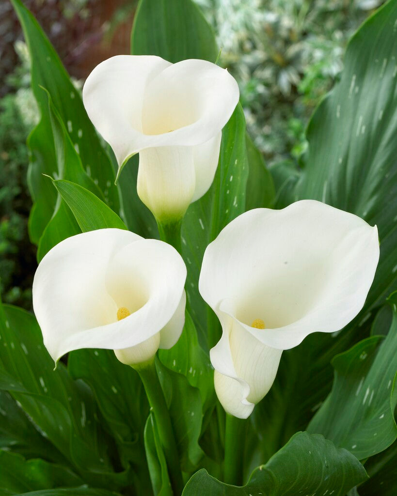 Callas | Canadian Gardener