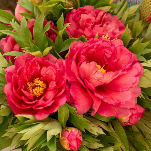 Peony - Itoh Hillary | Canadian Gardener