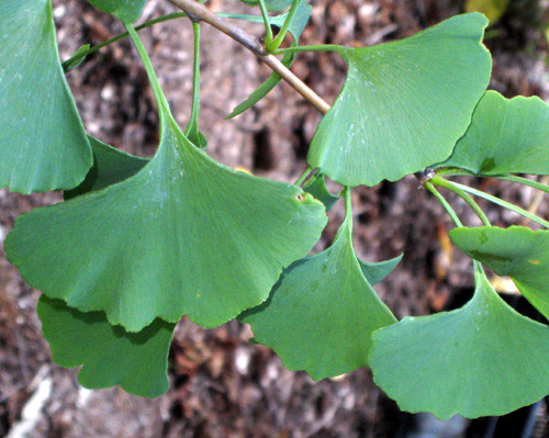 Ginkgo - Sky Tower | Canadian Gardener