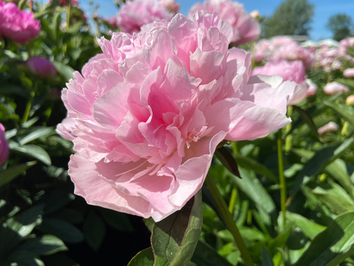 Peony - Mary Brand | Canadian Gardener