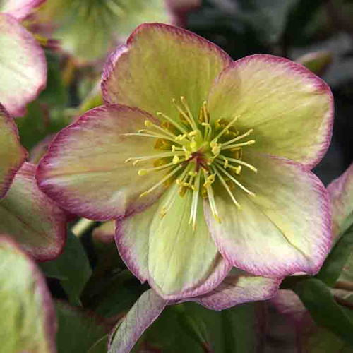 Hellebore - Ice N' Roses Frosted Rose | Canadian Gardener