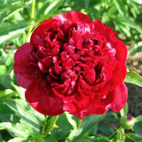 Peony - Christmas Velvet | Canadian Gardener