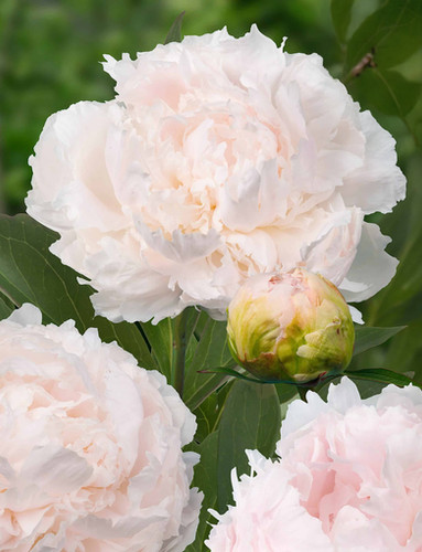 Bulk Peony - Brother Chuck | Canadian Gardener