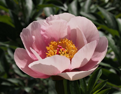 Bulk Peony - Soft Salmon Saucer | Canadian Gardener