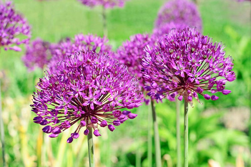 Allium - Purple Sensation | Canadian Gardener