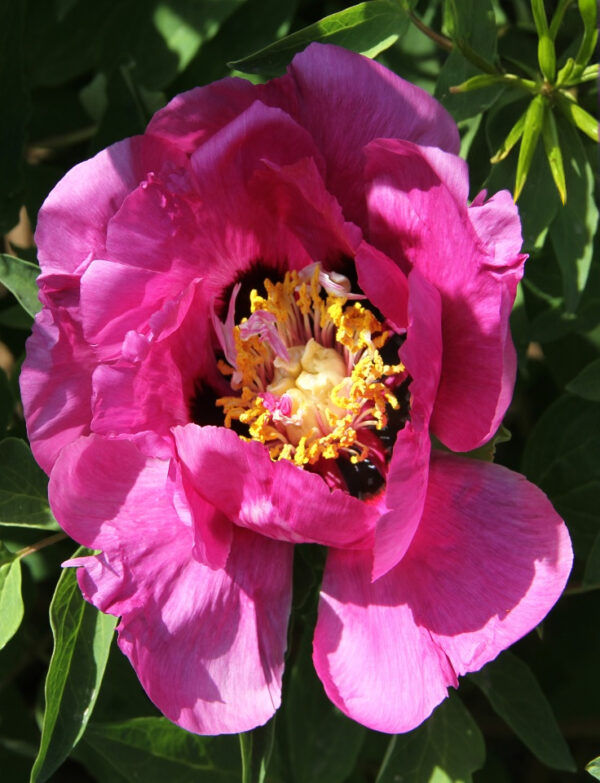 Peonies | Canadian Gardener 4/14