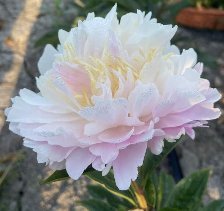 Peonies | Canadian Gardener 5/13