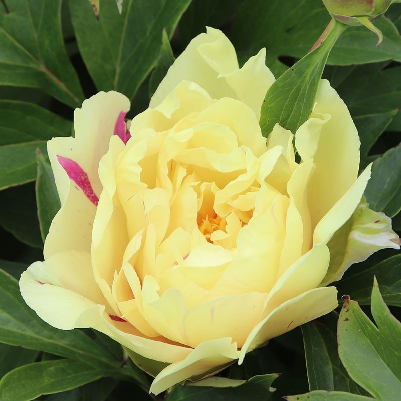 Peonies | Canadian Gardener 3/13