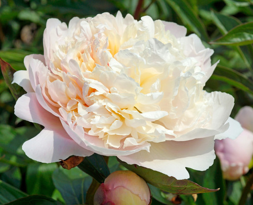 Peony - Madame Calot | Canadian Gardener