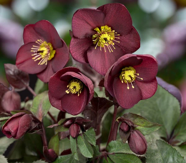 Hellebores (Lenten Rose) | Canadian Gardener