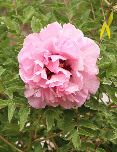 Tree Peony - Flare Pants (Jing Ming Fen) | Canadian Gardener