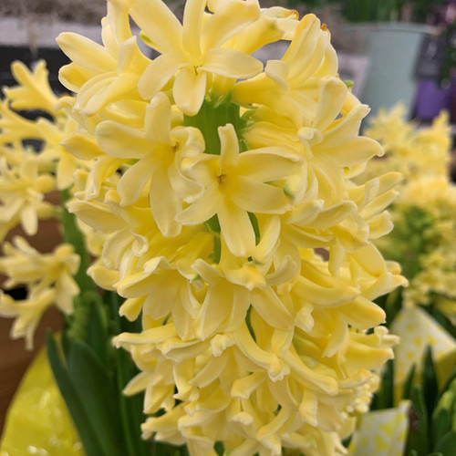 Hyacinth - Gypsy Princess | Canadian Gardener