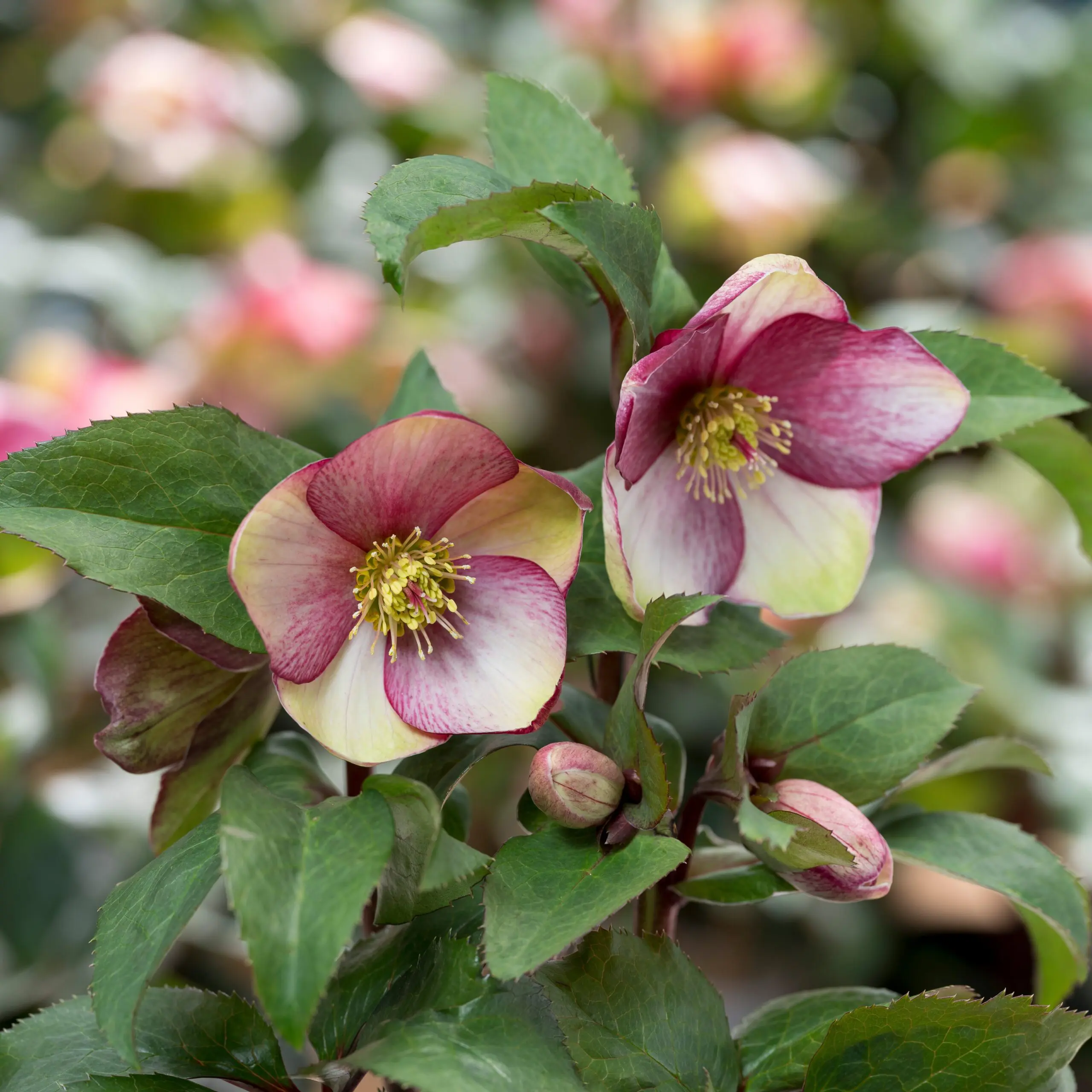 Hellebores (Lenten Rose) | Canadian Gardener