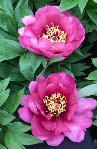 Bulk Peony - Itoh Yankee Doodle Dandy | Canadian Gardener