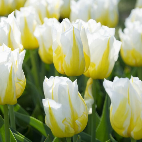 Tulip - Bingo | Canadian Gardener