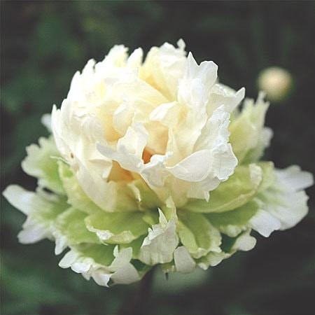 Peony - Green Halo | Canadian Gardener