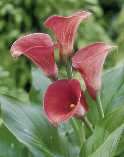 Callas | Canadian Gardener