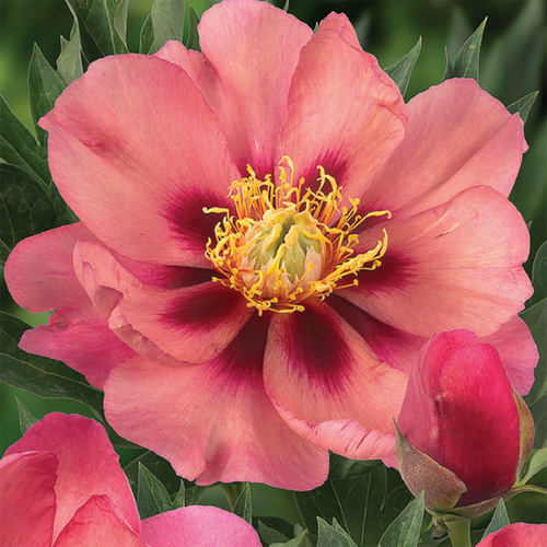 Bulk Peony - Itoh Old Rose Dandy | Canadian Gardener